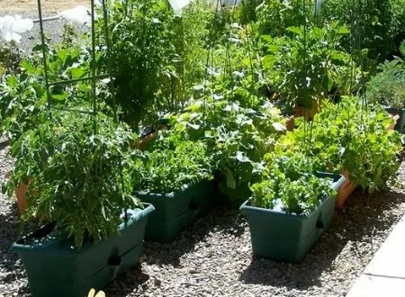 The Garden Patch GrowBox - Tomato Planter Container Garden