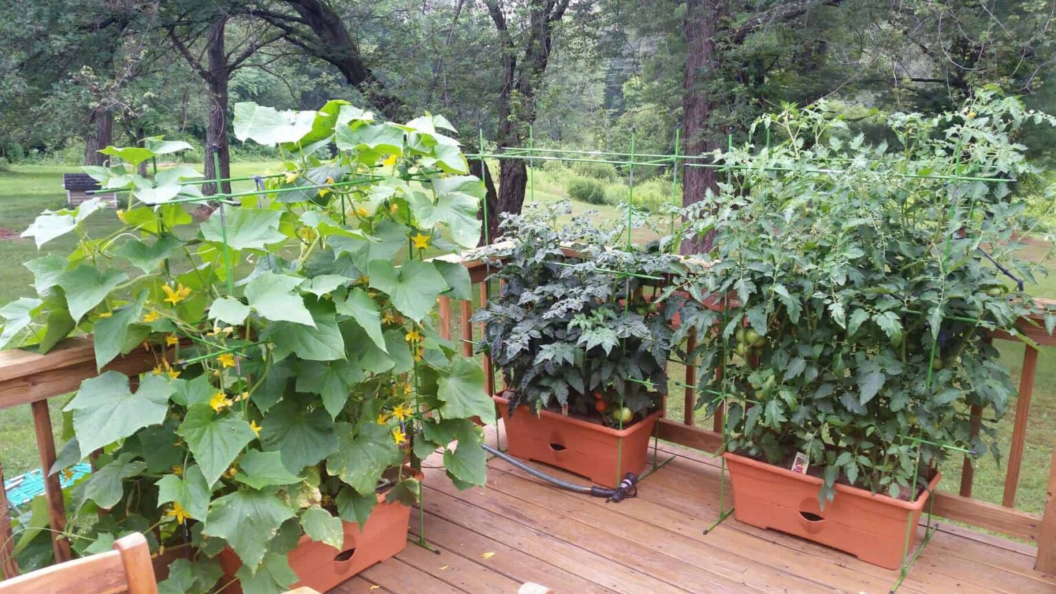 Garden Patch