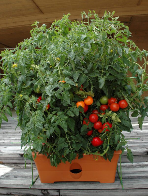 The Garden Patch GrowBox - Tomato Planter Container Garden