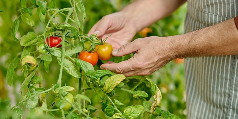 Can You Over-Fertilize Your Plants? | Avoid Fertilizer Burn