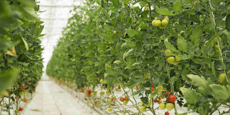 Determinate Vs Indeterminate Tomatoes Key Differences