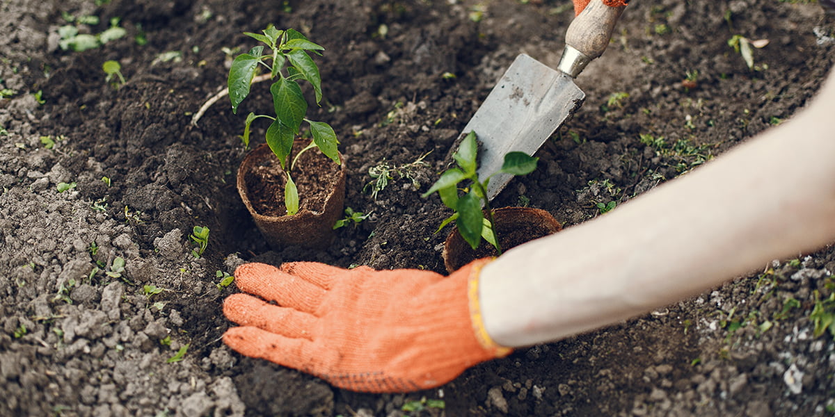 Dolomite Lime vs. Garden Lime: Differences & How to Use Them Dolomite Lime vs. Garden Lime: Differences & How to Use Them