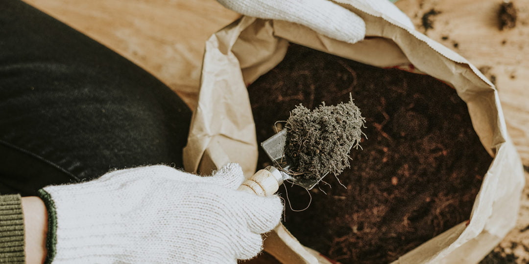 8 Common Garden Soil Pests & Tips To Keep Them Away