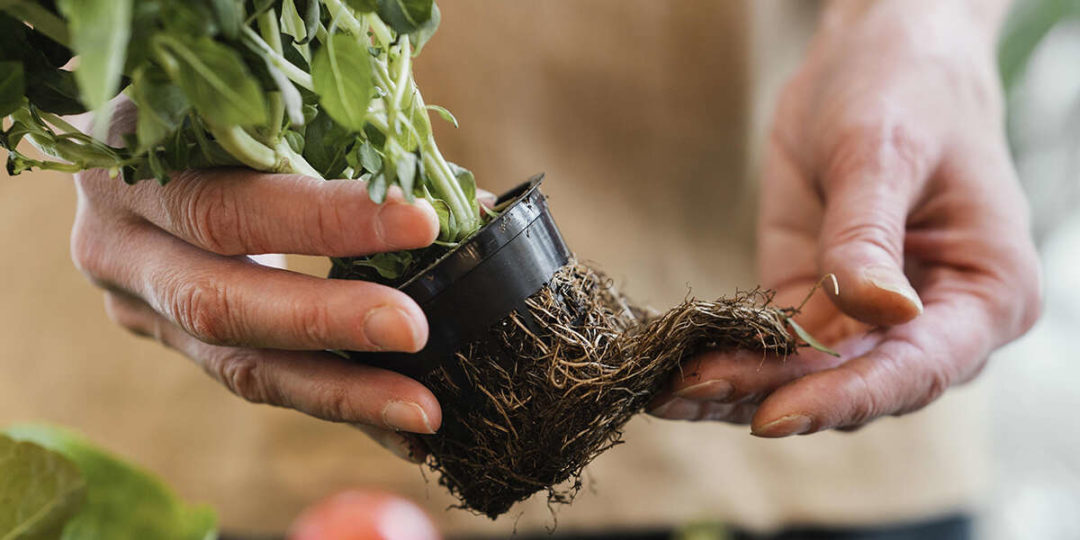 How Deep Do Tomato Roots Grow & What Can Affect Their Depth?