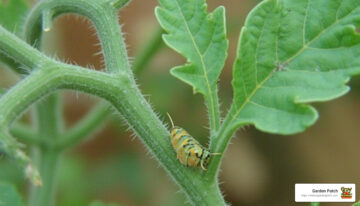 Tomato Hornworm Damage: Signs, Management, And Prevention