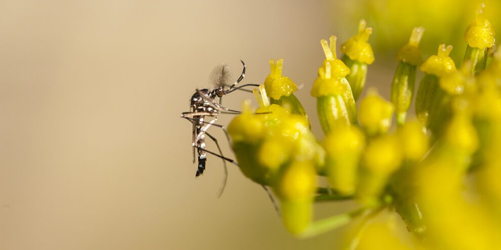 How Do Mosquito Dunks Work? What You Need To Know - Garden Patch