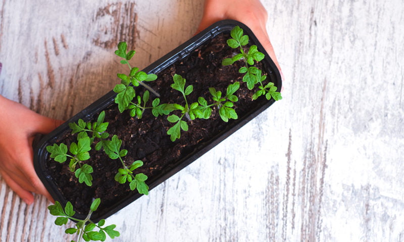 How To Turn Bad Soil Into Good Soil In 5 Simple Ways Garden Patch