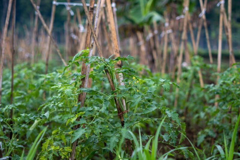 The Tomato Tasting Tour: Which Varieties Reign Supreme? - Garden Patch