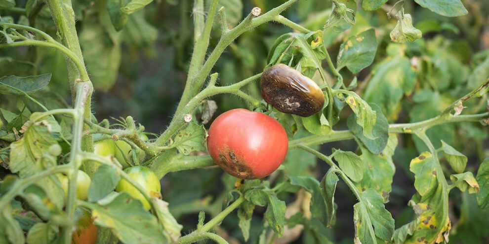 9 Common Tomato Diseases And How To Identify Them - Garden Patch