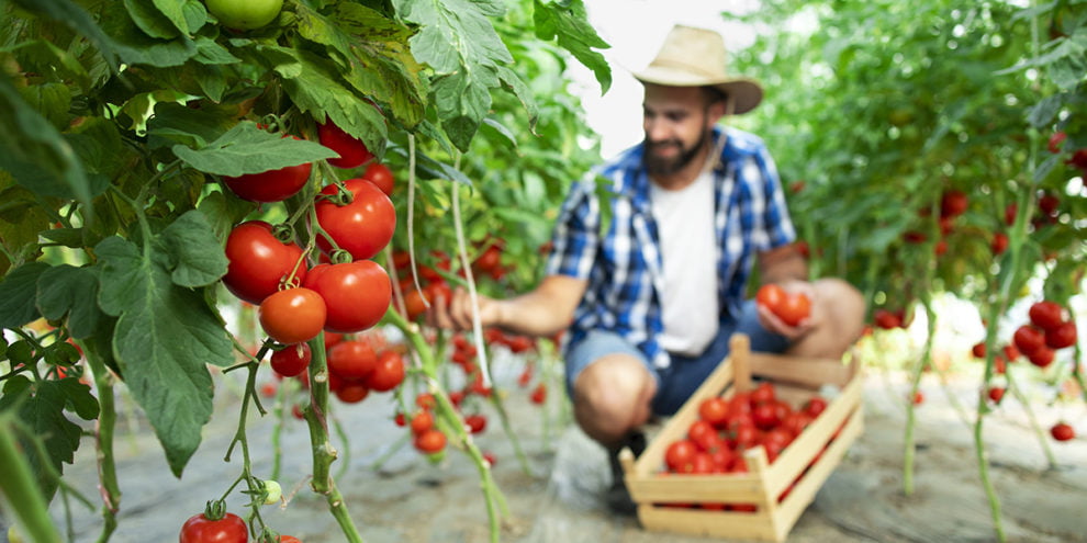 Tomato Harvest Time: When To Pick Them For The Best Taste
