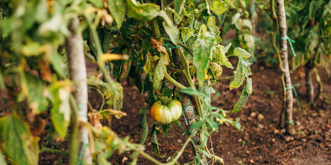 Why Is My Tomato Plant Dying 10 Causes And How To Fix Them